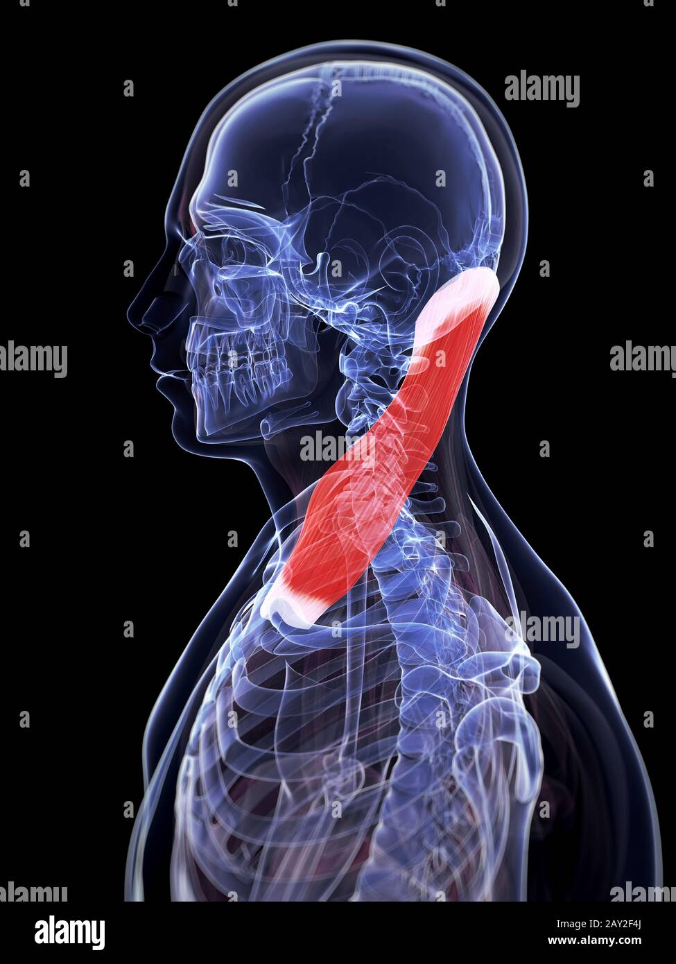 Rendu 3d illustration du muscle sterno-cléido-mastoïdien Photo Stock ...
