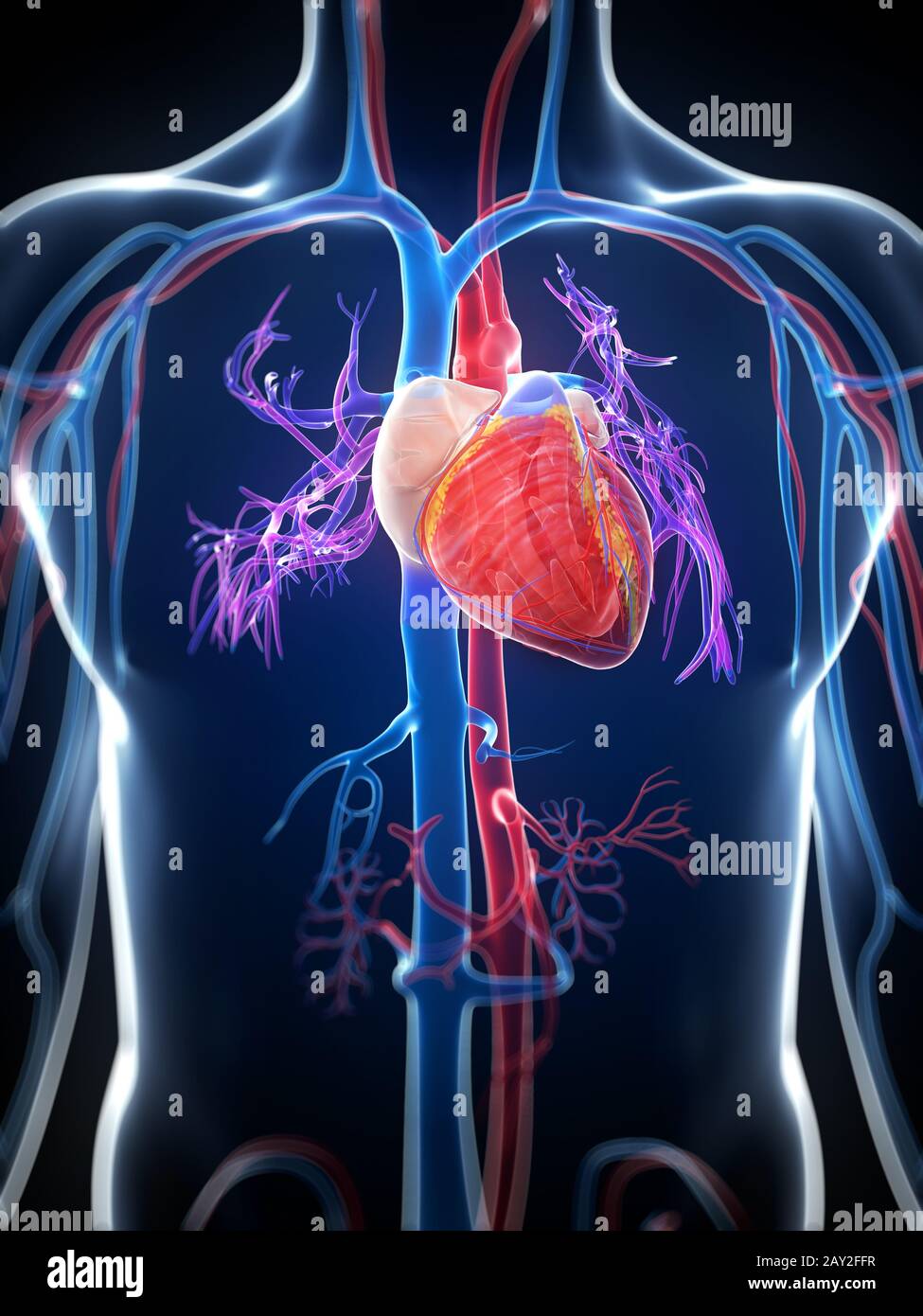 Anatomie du corps humain et du coeur 3d Banque de photographies et d ...