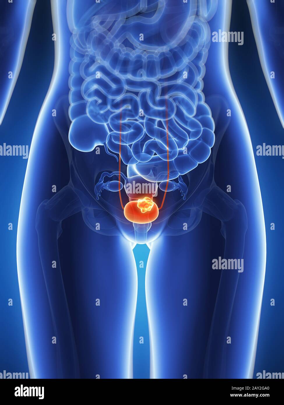 Prostate Et Vessie Banque De Photographies Et Dimages à Haute
