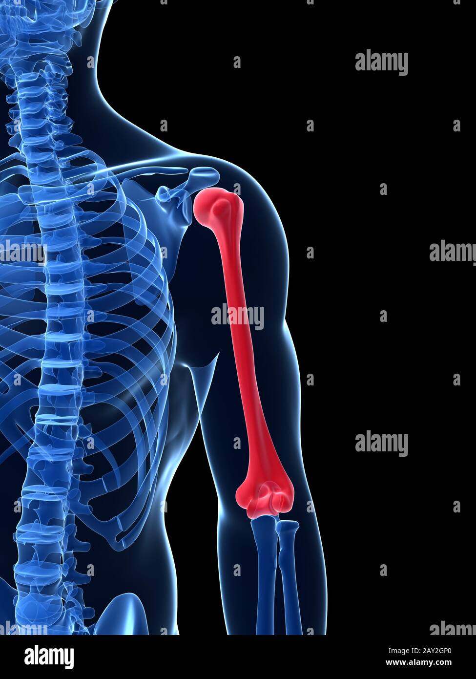Human humerus bone Banque de photographies et d’images à haute ...
