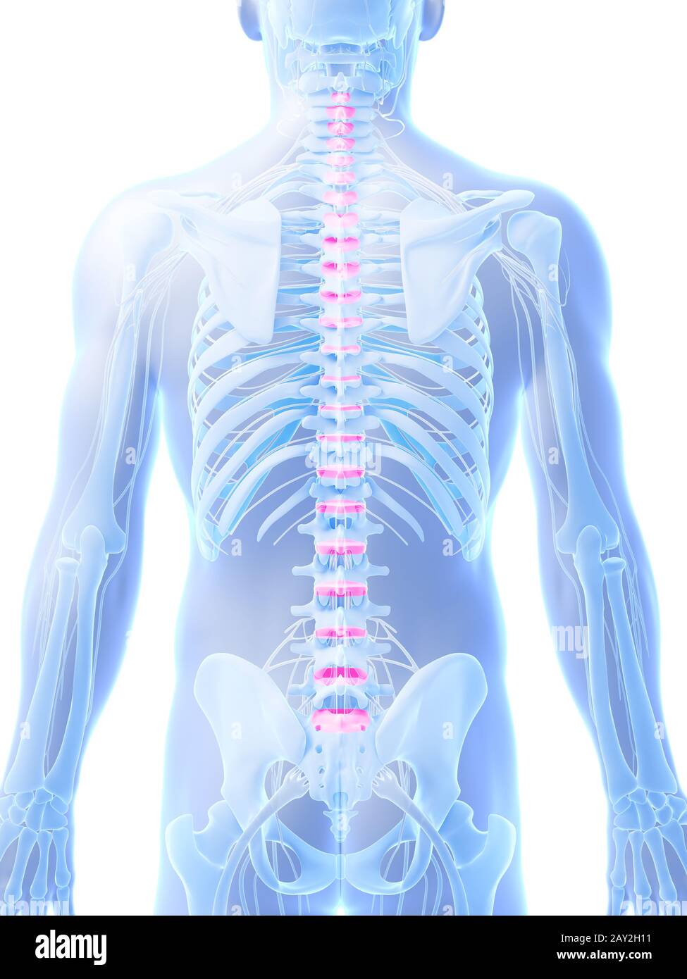 Intervertebral disks Banque de photographies et d’images à haute ...