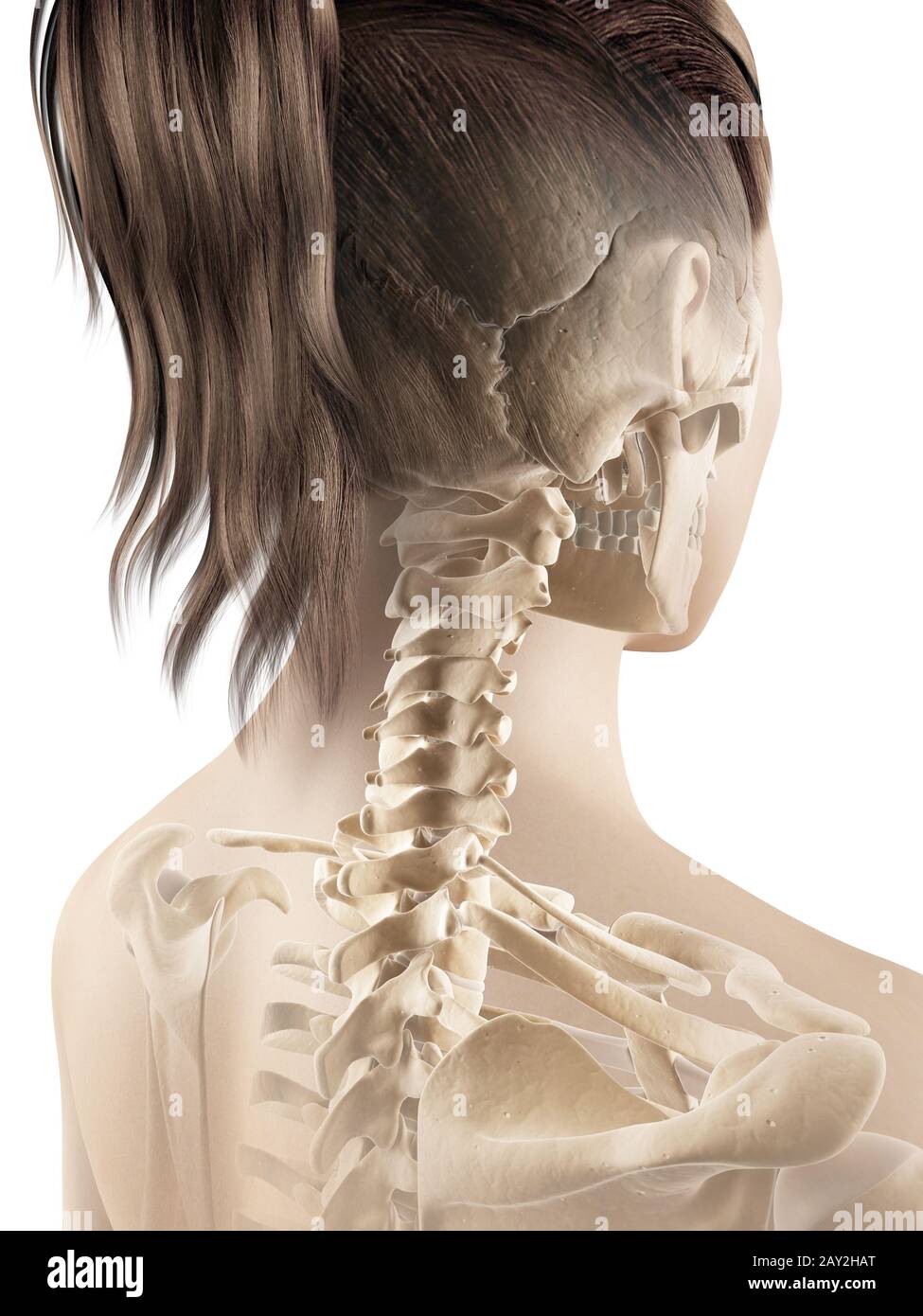 Cervical spine Banque de photographies et d’images à haute résolution ...
