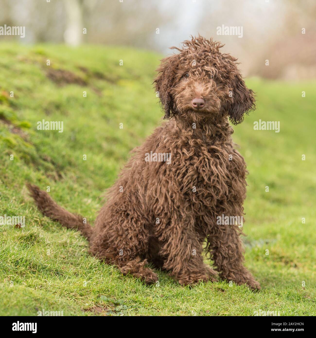 Labradoodle puppy Banque de photographies et d’images à haute ...