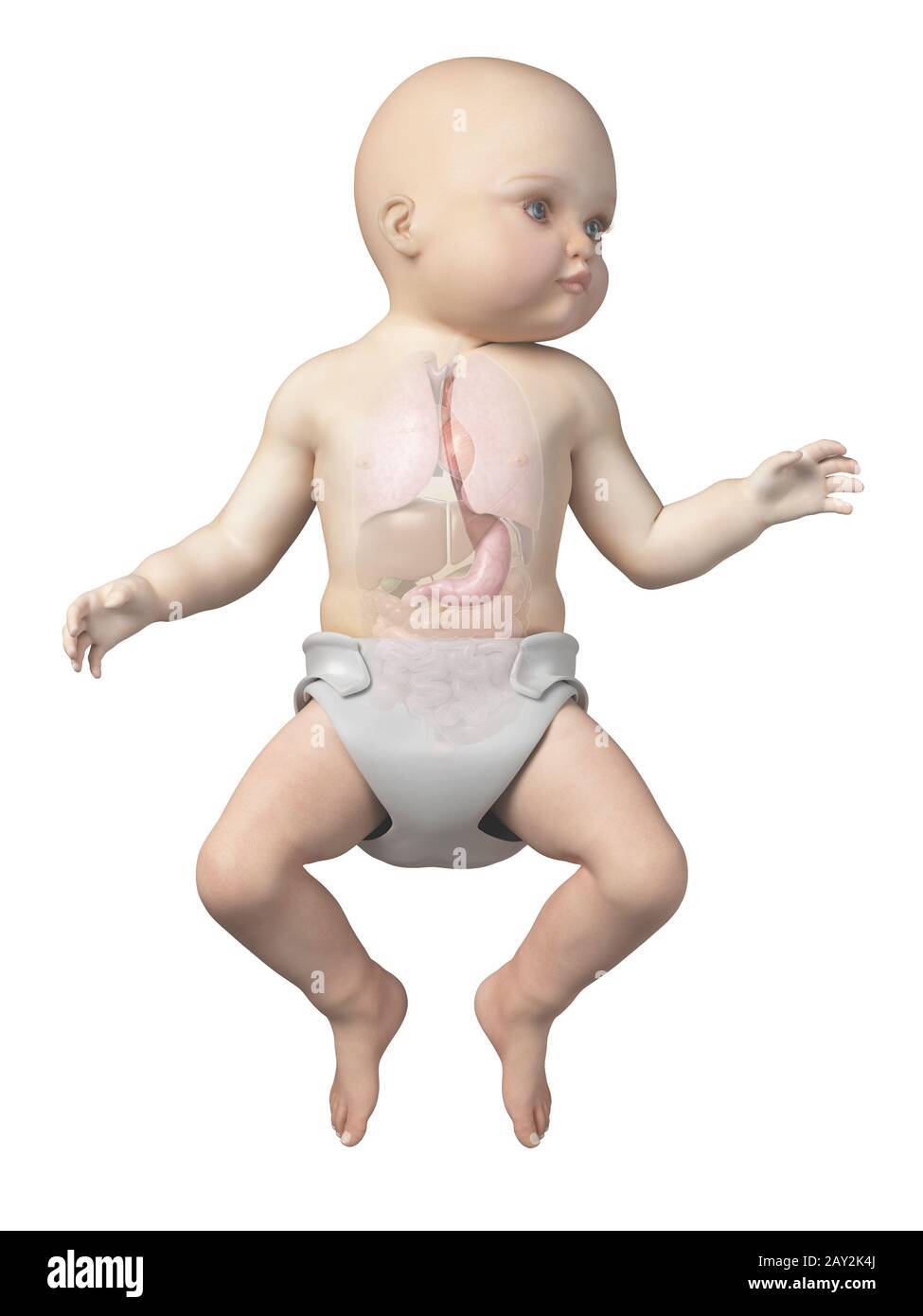 anatomie du bébé Photo Stock - Alamy