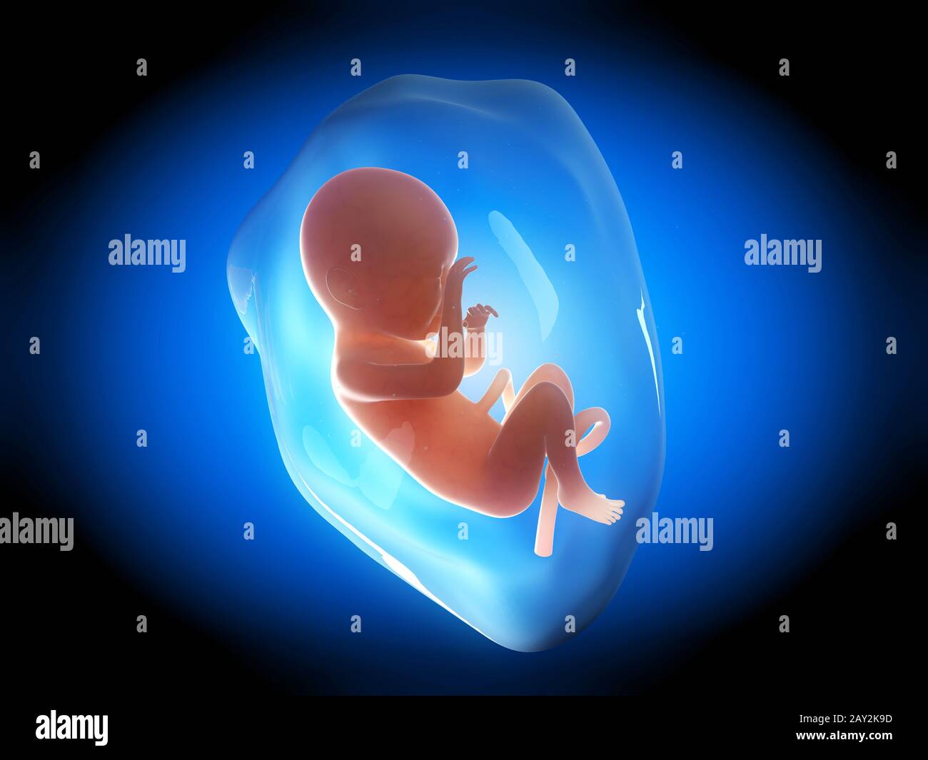 Human foetus Banque de photographies et d’images à haute résolution - Alamy