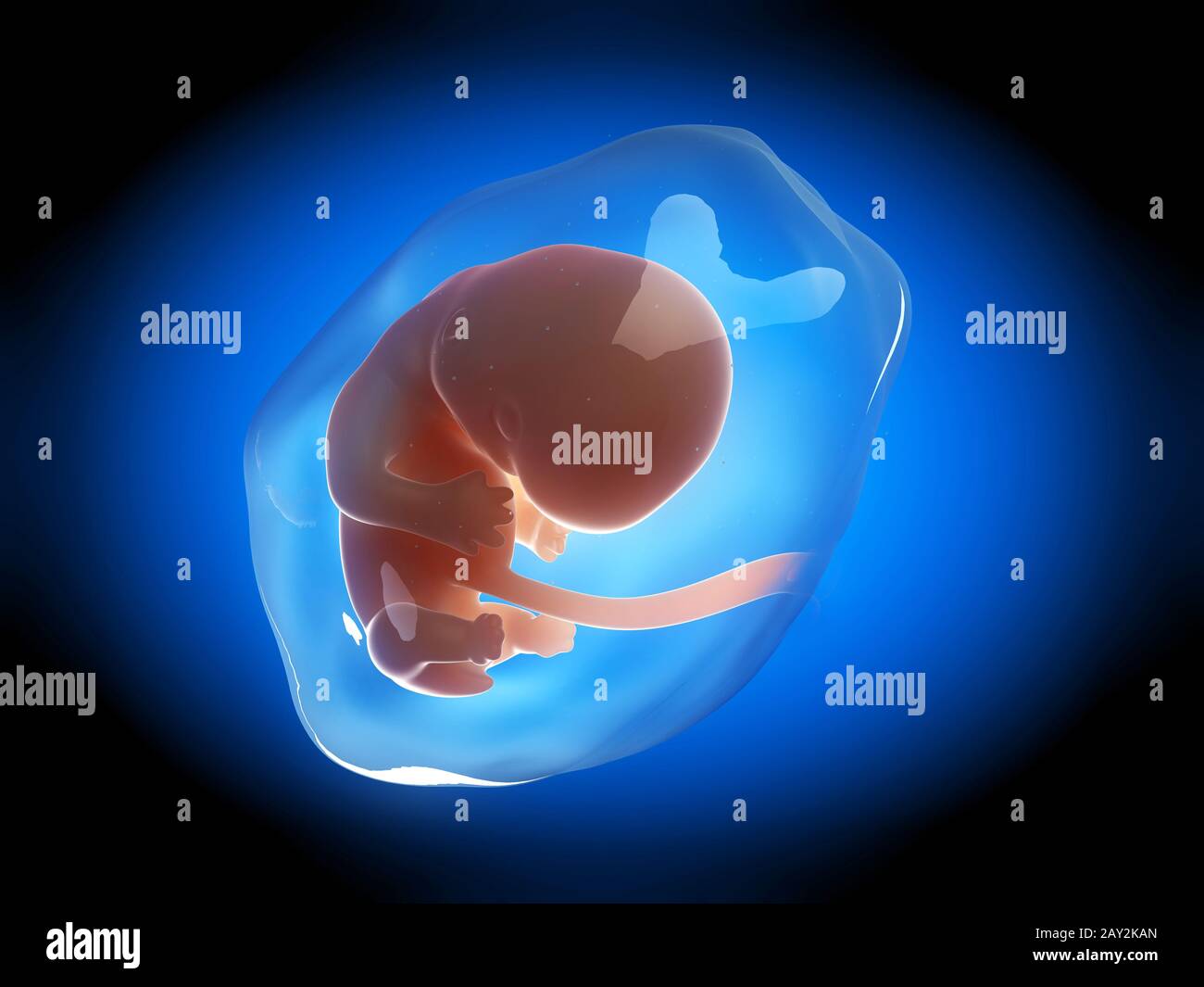 Foetus human Banque de photographies et d’images à haute résolution - Alamy