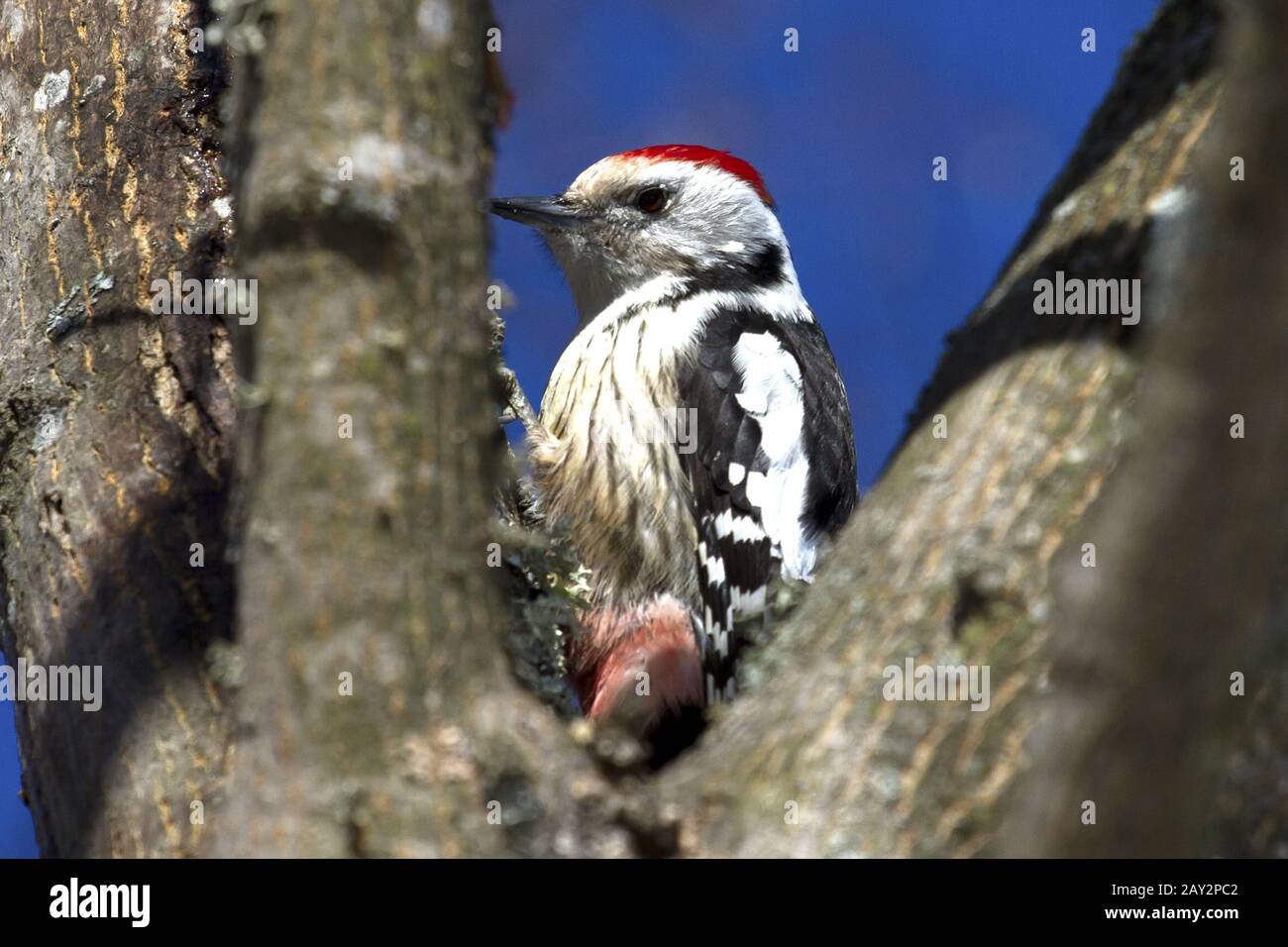 Fourche d'un arbre Banque de photographies et d’images à haute ...