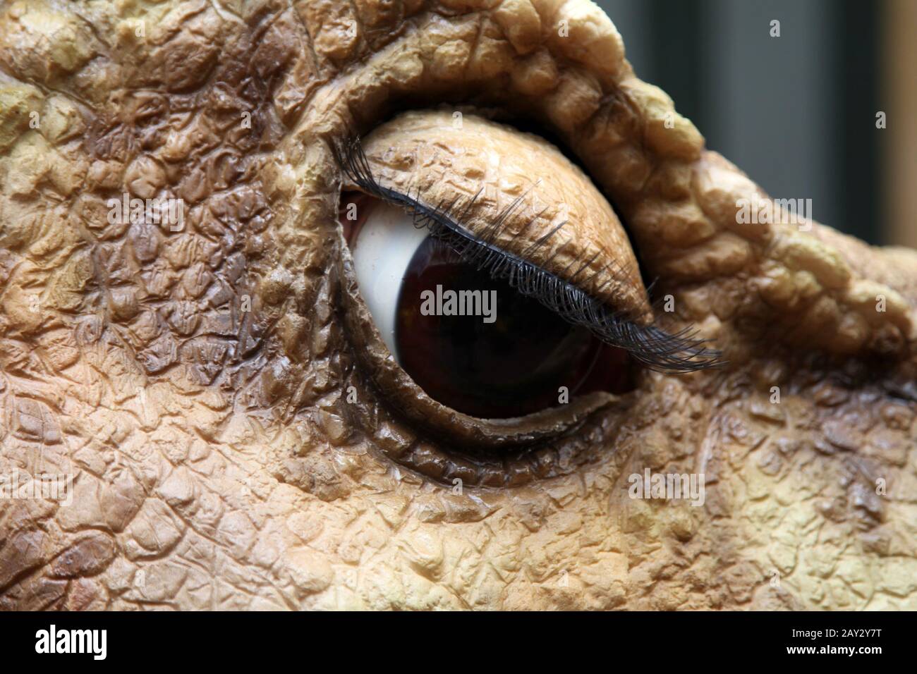 Dinosaure t rex Banque de photographies et d’images à haute résolution - Alamy
