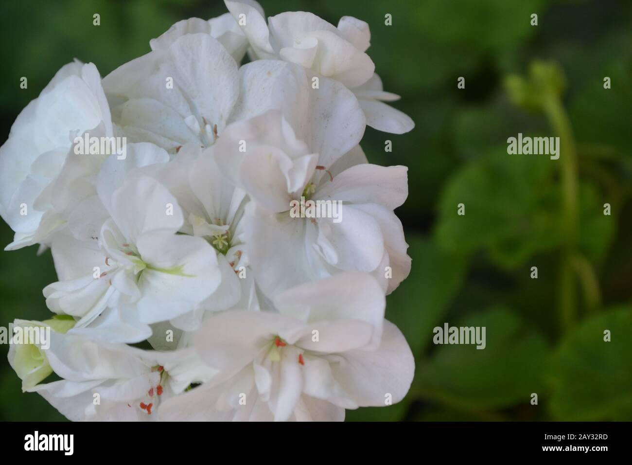 Géraniums blancs. Pélargonium. Plantes de jardin. Fleurs. Une maison ...