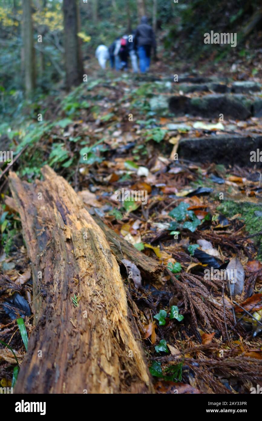 Trekking through the jungle Banque de photographies et d’images à haute ...