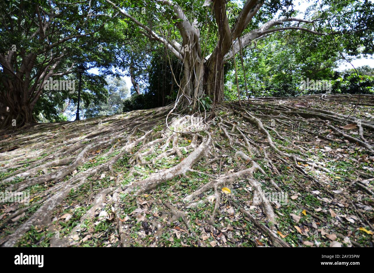 Grande racine d'arbre Banque de photographies et d’images à haute ...