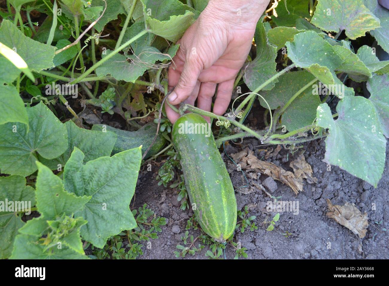 Concombre. Cucumis sativus. Les fruits du concombre. Concombre ...