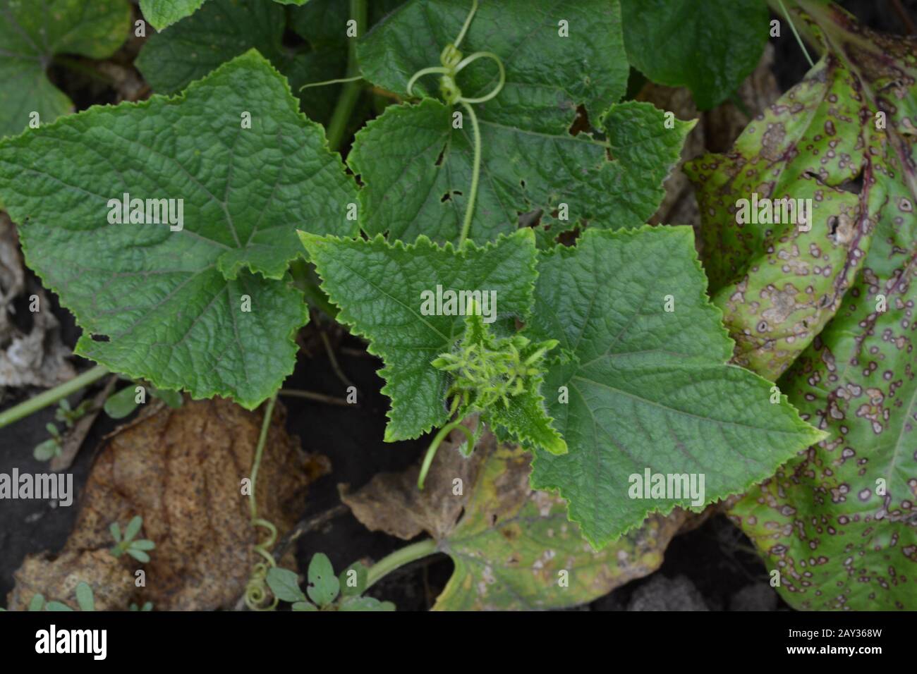 Concombre. Cucumis sativus. Feuilles de concombre. Concombre croissant ...