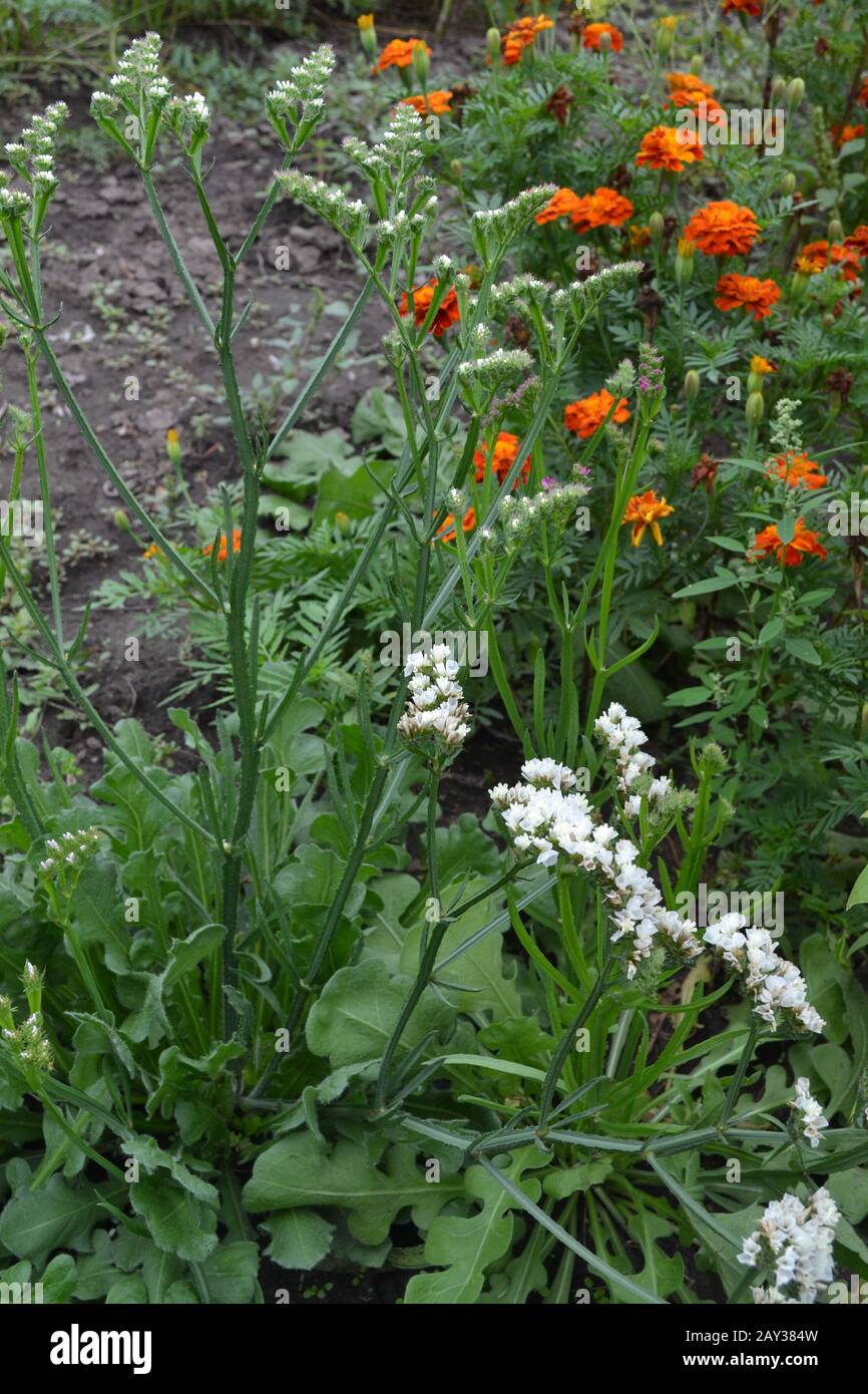 Limonium sinuata Banque de photographies et d’images à haute résolution ...
