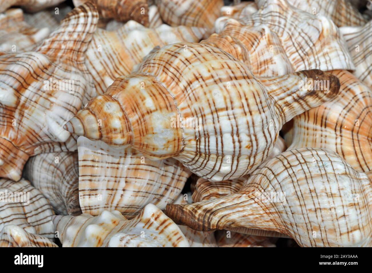 Gastéropodes Marins Banque d'image et photos - Alamy
