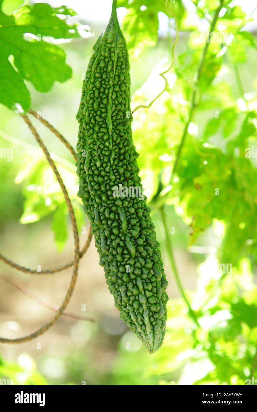 Plante de melon amer Banque de photographies et d’images à haute ...