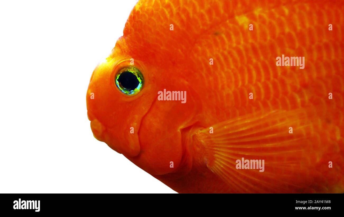 Poisson or Banque de photographies et d’images à haute résolution - Alamy