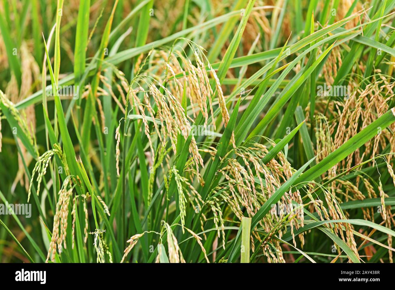 Paddy tree Banque de photographies et d’images à haute résolution - Alamy