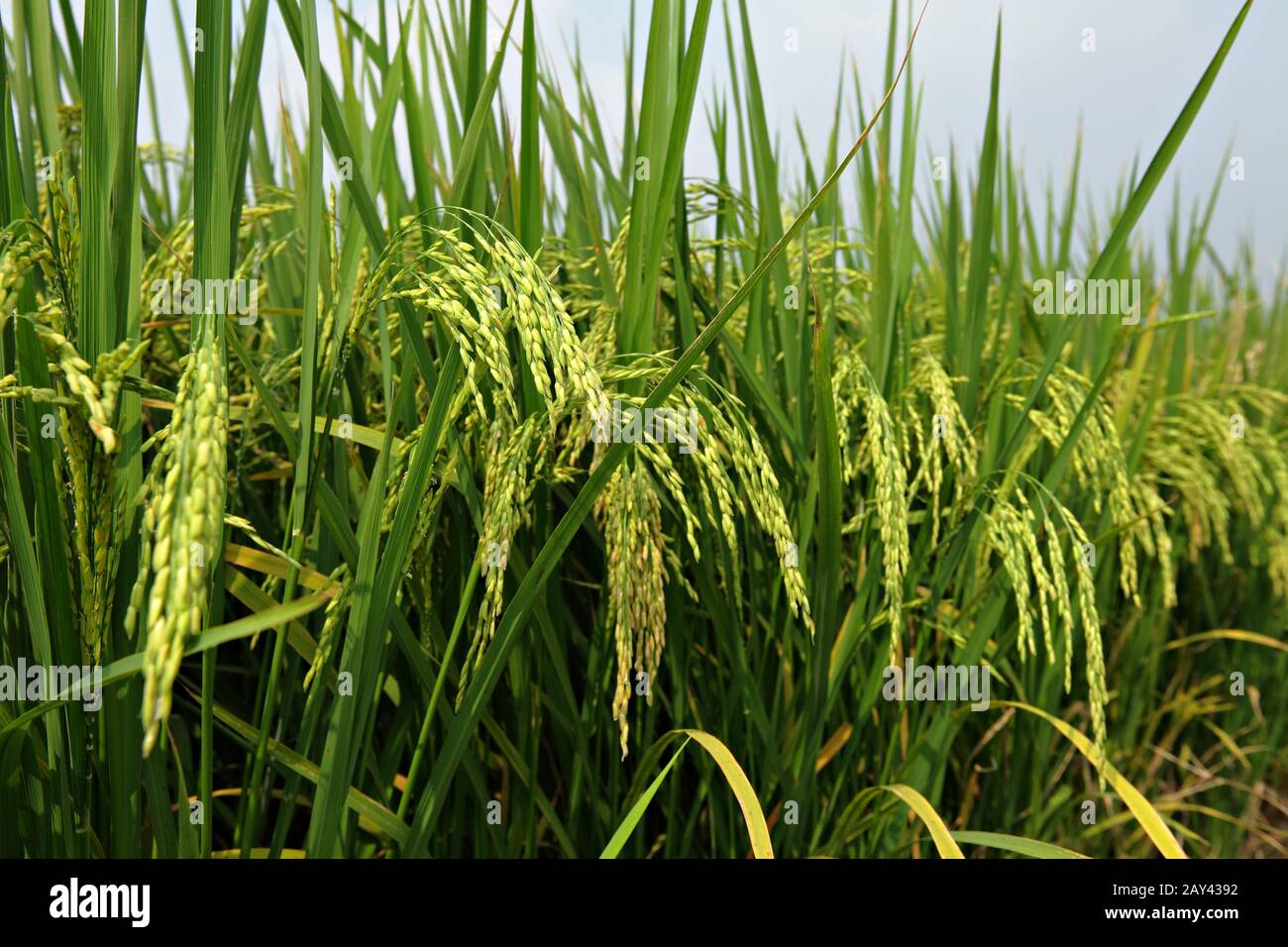 Rice paddy art Banque de photographies et d’images à haute résolution ...