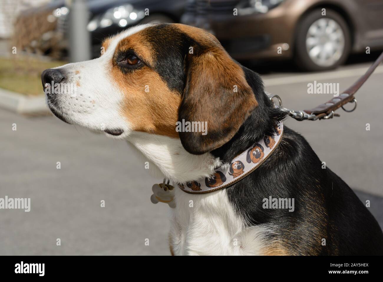 Chien bouvier entlebuch assis Banque de photographies et d’images à ...