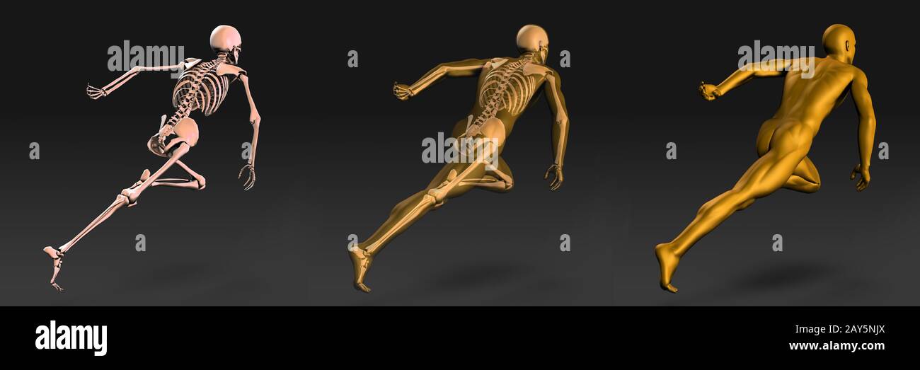 Os De Bras Humain Banque d'image et photos - Alamy