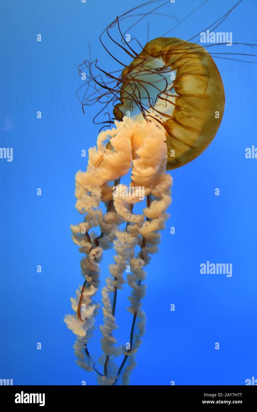Jellyfish polyp Banque de photographies et d’images à haute résolution ...