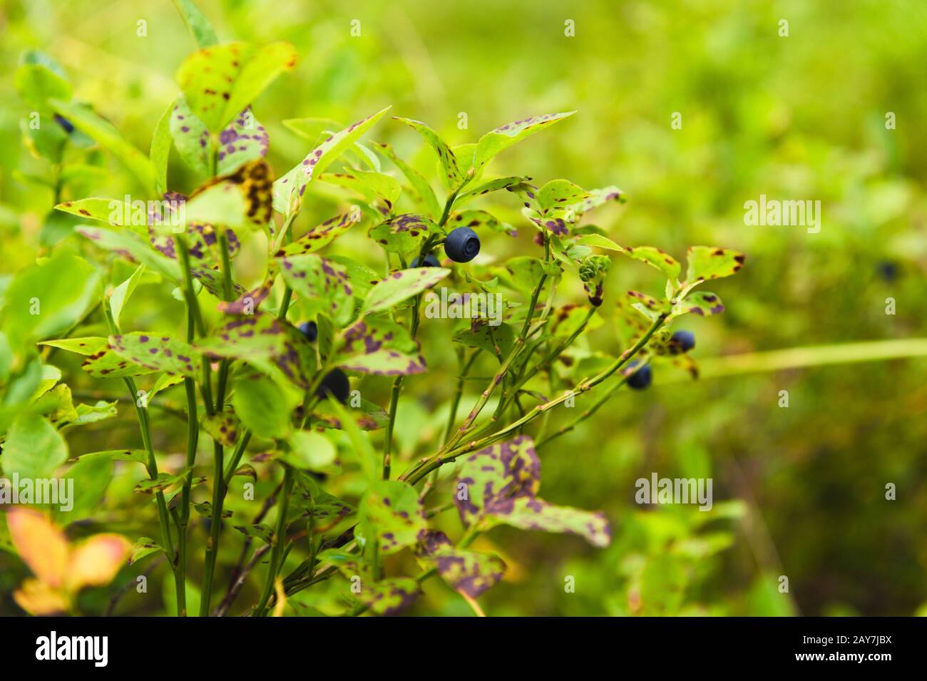 Baies sauvages comestibles Banque de photographies et d’images à haute ...