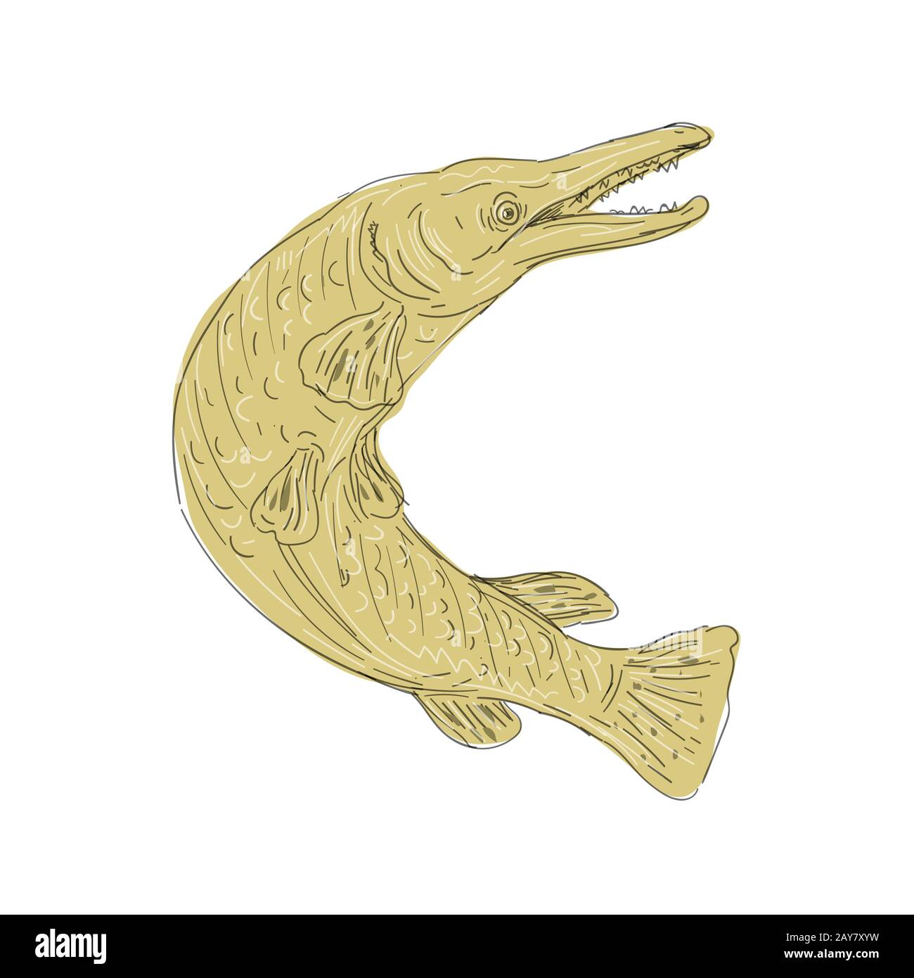 Alligator Gar Fish Banque d'image et photos - Alamy