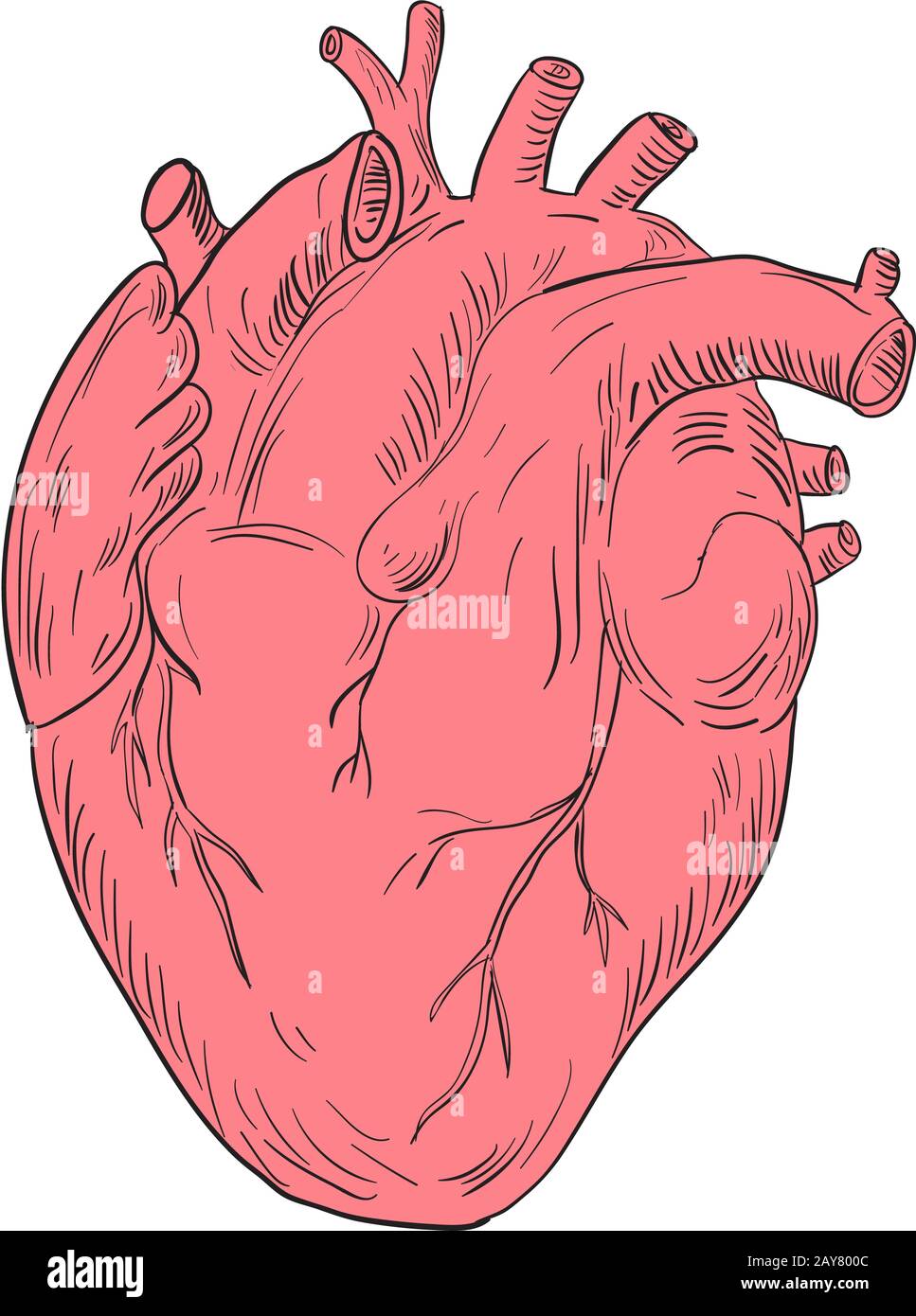 Dessin de l'anatomie cardiaque humaine Photo Stock - Alamy