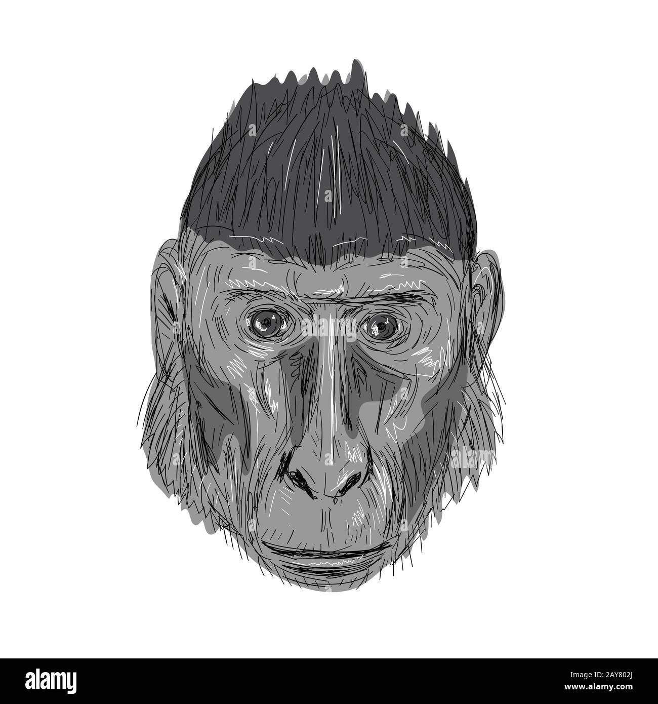 Dessin de macaque Banque de photographies et d’images à haute ...