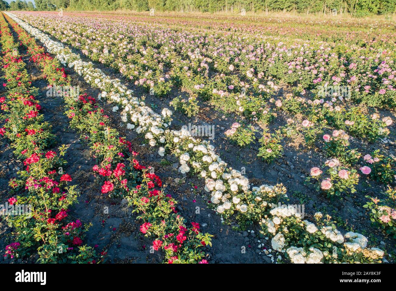 Champs de roses Banque de photographies et d’images à haute résolution ...
