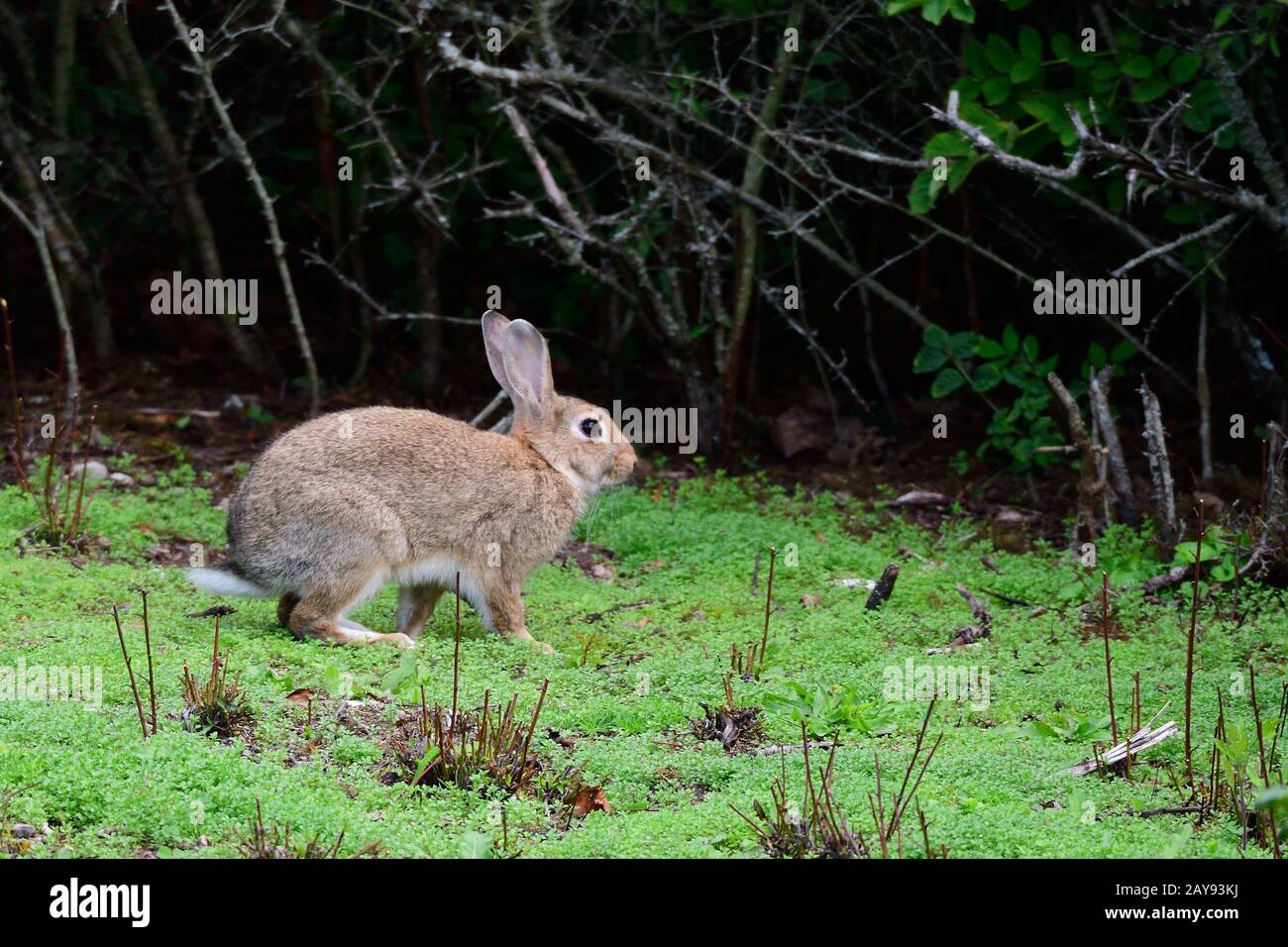 Lapins sauvages dans l'herbe Banque de photographies et d’images à ...