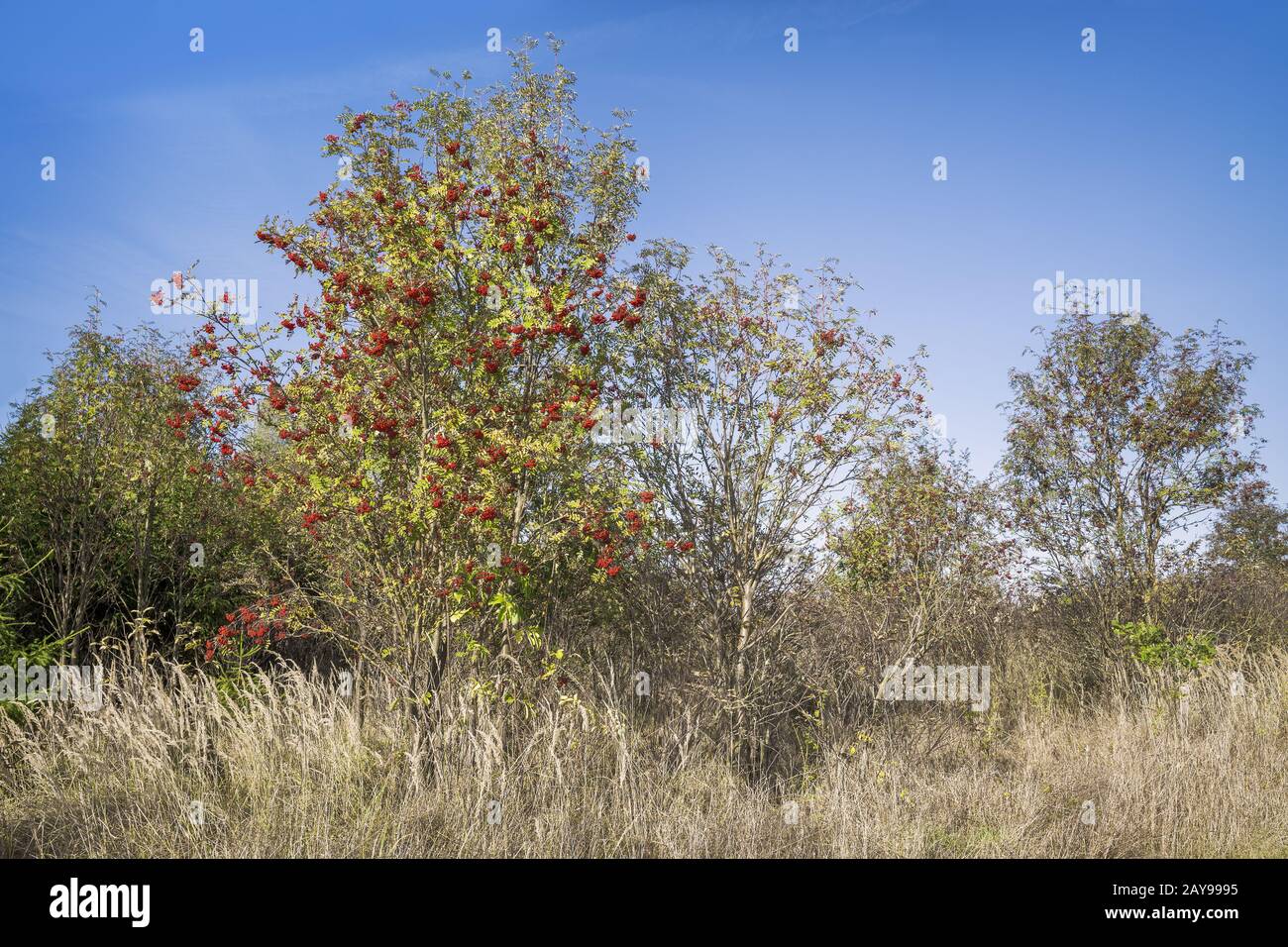 Arbustes d'automne Banque de photographies et d’images à haute ...