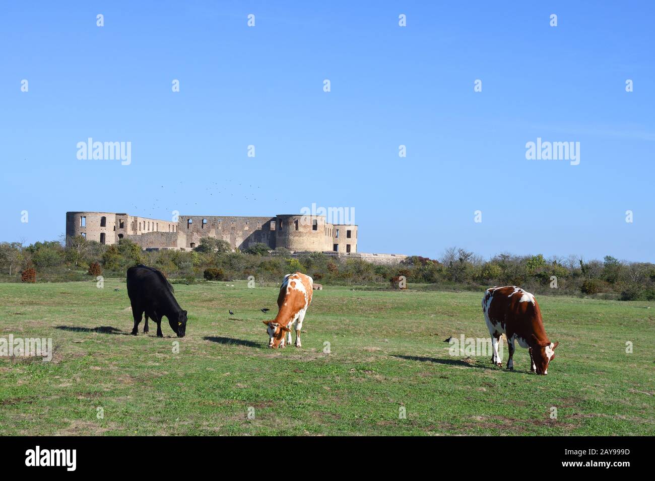 Borgholm castle ruin Banque de photographies et d’images à haute ...