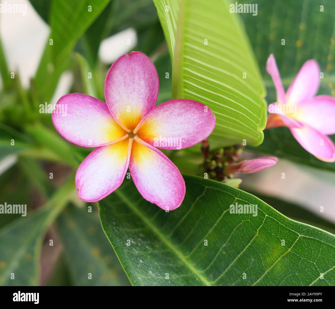 Frangipanier Rose Banque d'image et photos - Alamy