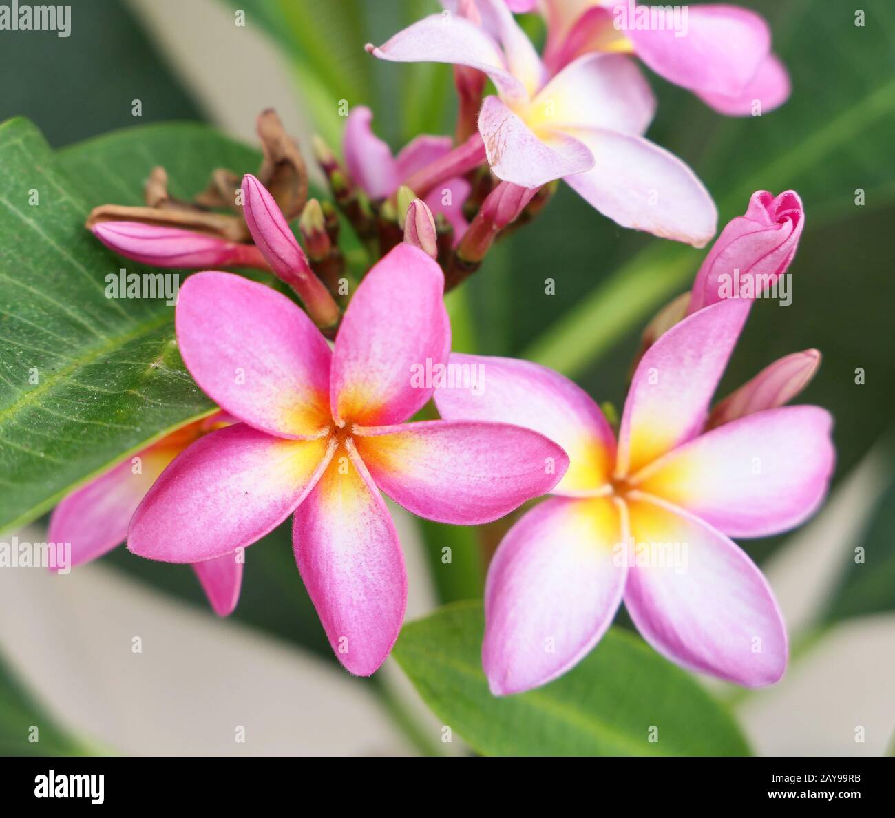 Frangipanier Rose Banque d'image et photos - Alamy