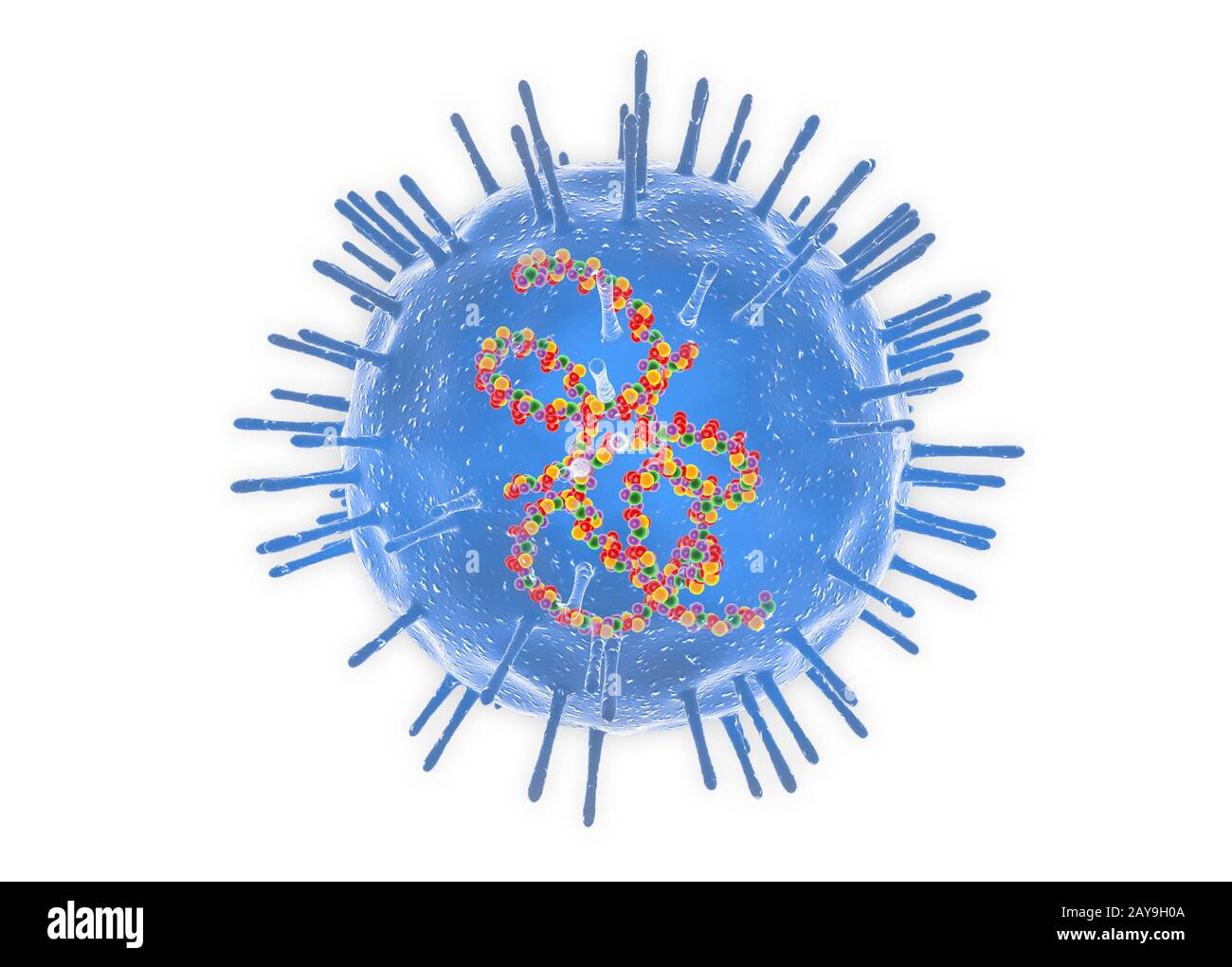 Rubella virus Banque de photographies et d’images à haute résolution ...