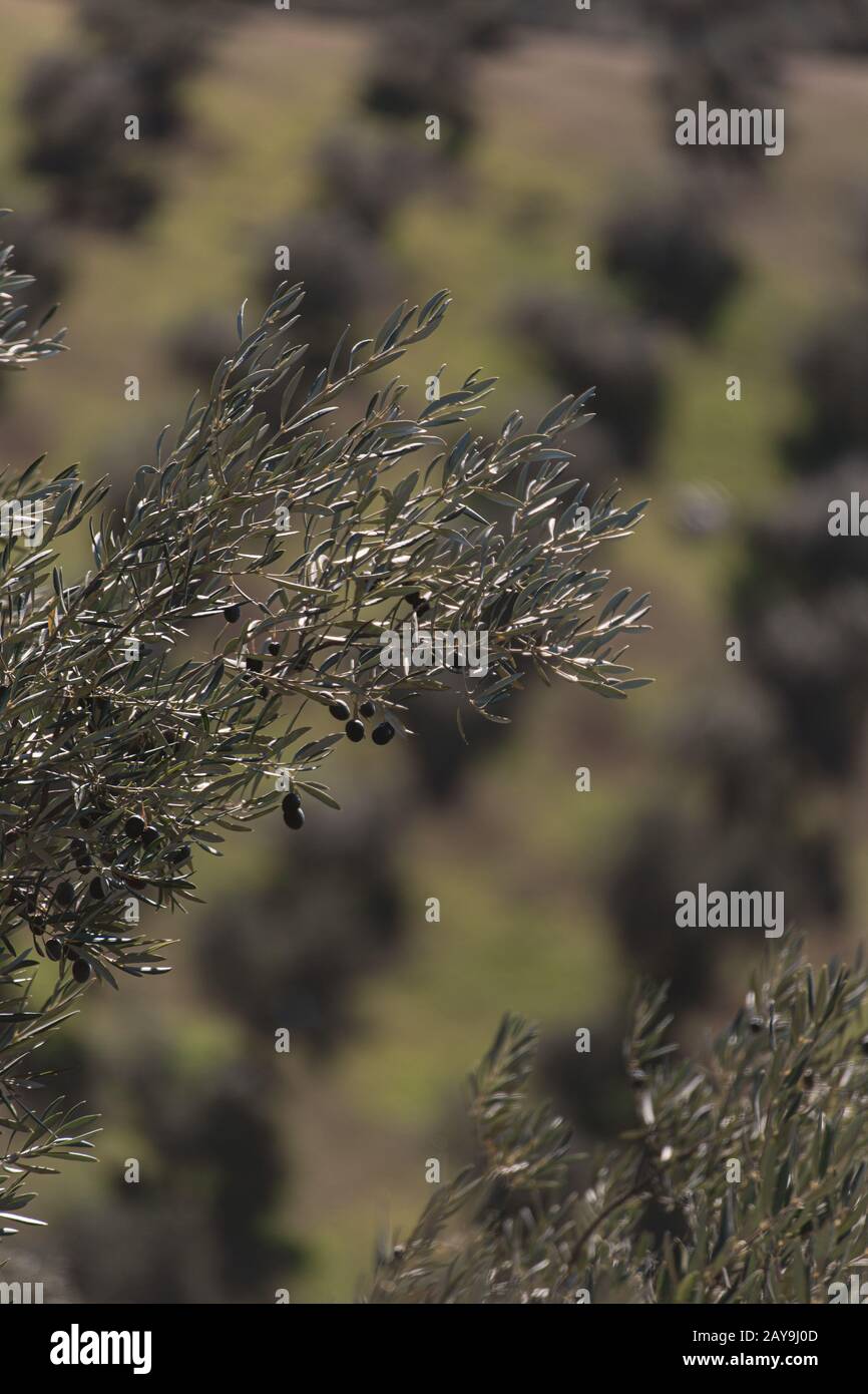 Grosse branche Banque de photographies et d’images à haute résolution ...