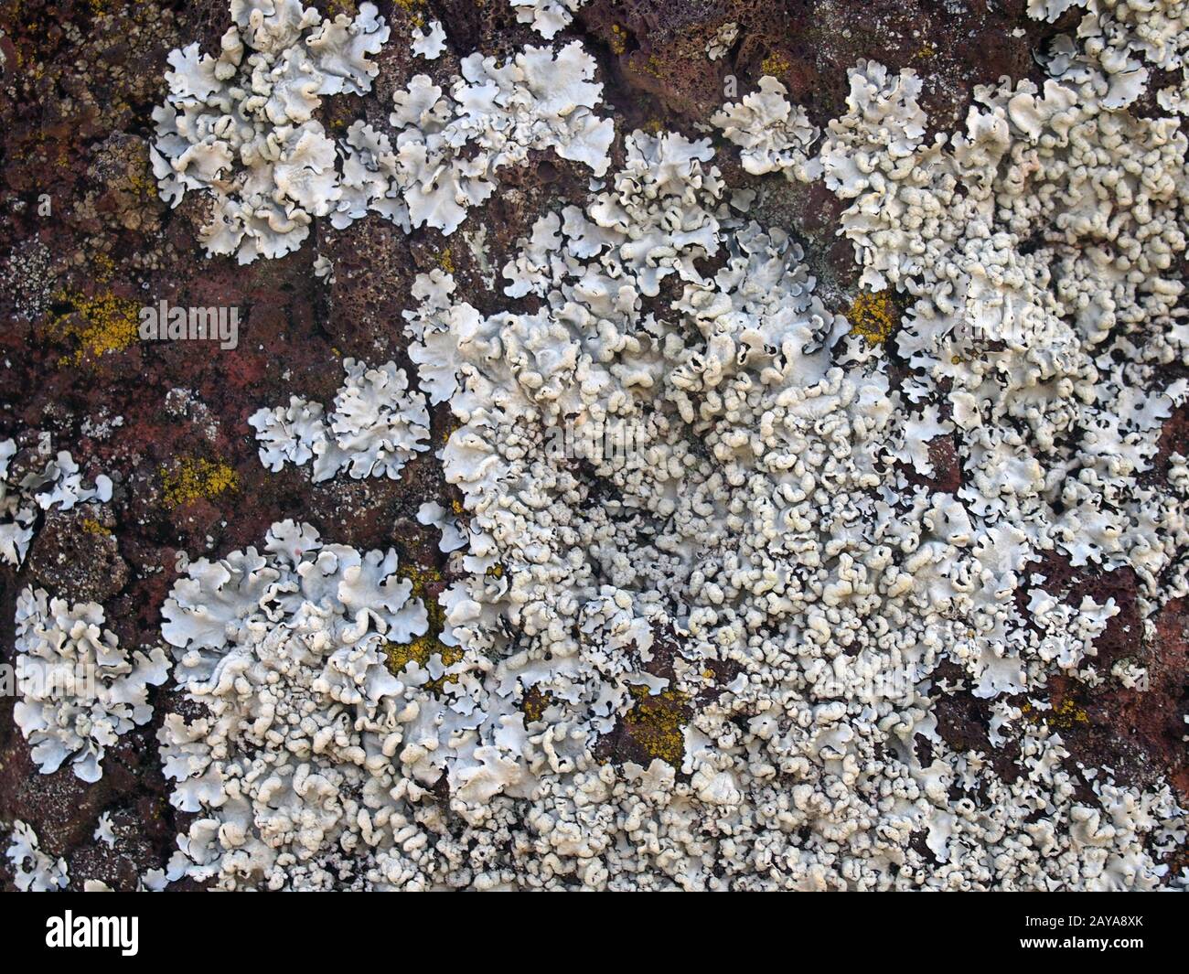 Surface d'une roche de grès rouge Banque de photographies et d’images à ...