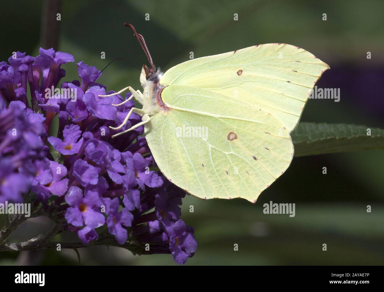 Papillon citron Banque de photographies et d’images à haute résolution ...