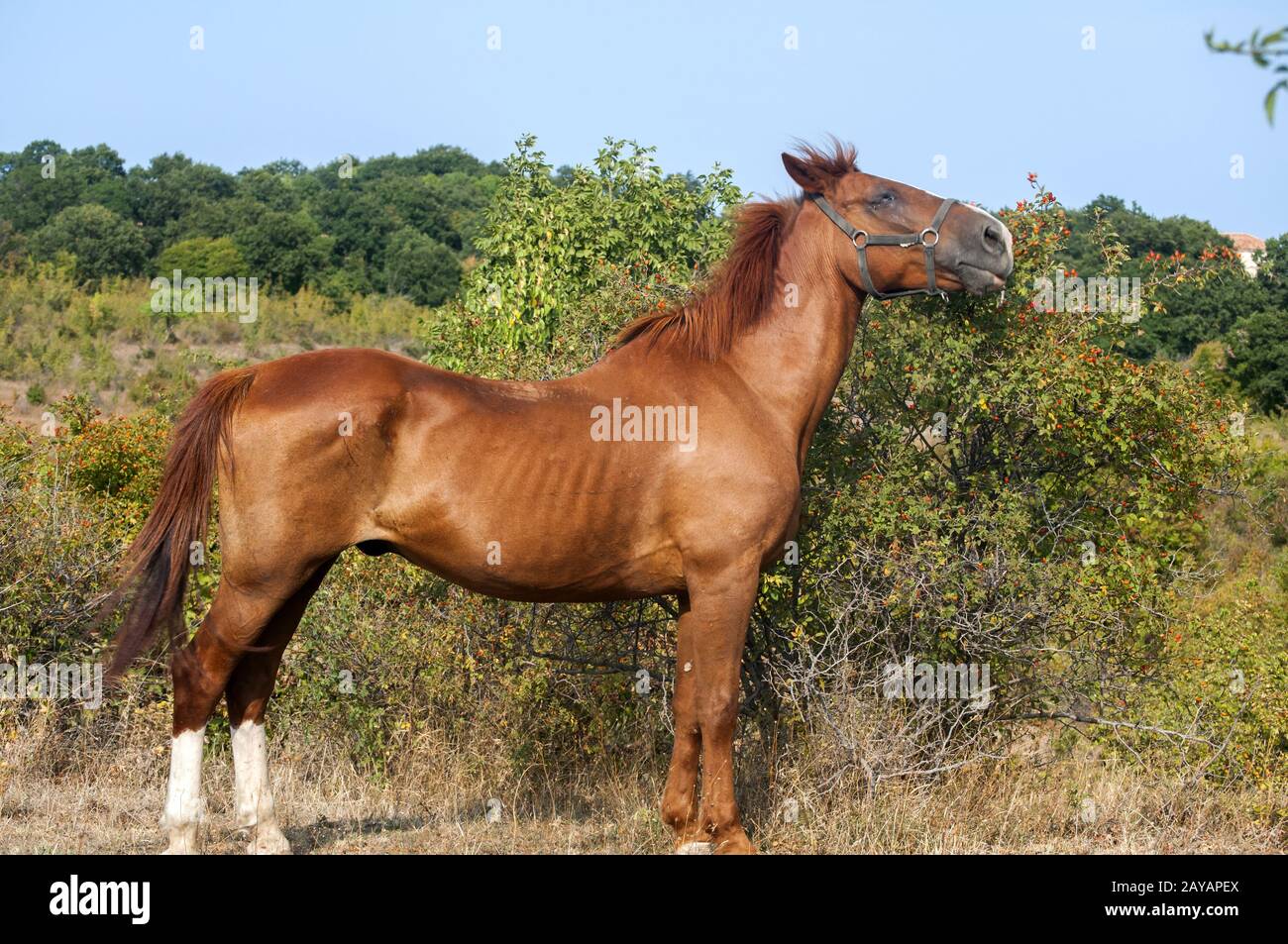 Montagne et cheval Banque de photographies et d’images à haute ...