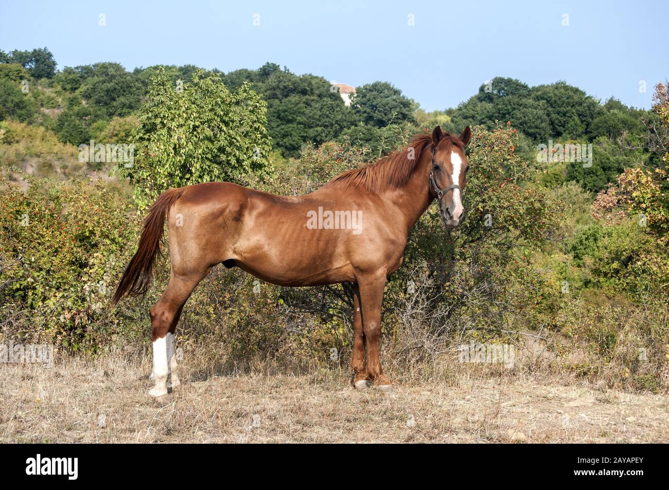 Montagne et cheval Banque de photographies et d’images à haute ...