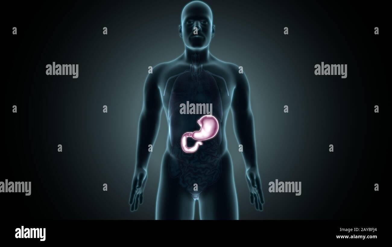 illustration 3d de l'anatomie de l'estomac du corps humain Photo Stock ...