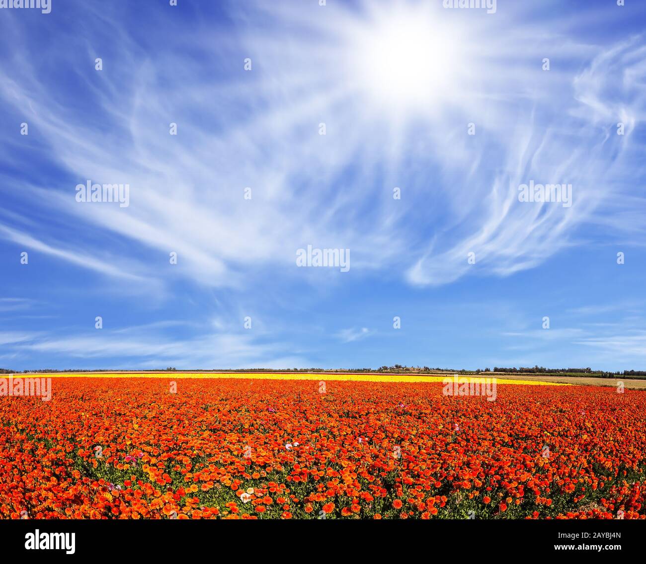 Les champs de rouge Banque de photographies et d’images à haute ...