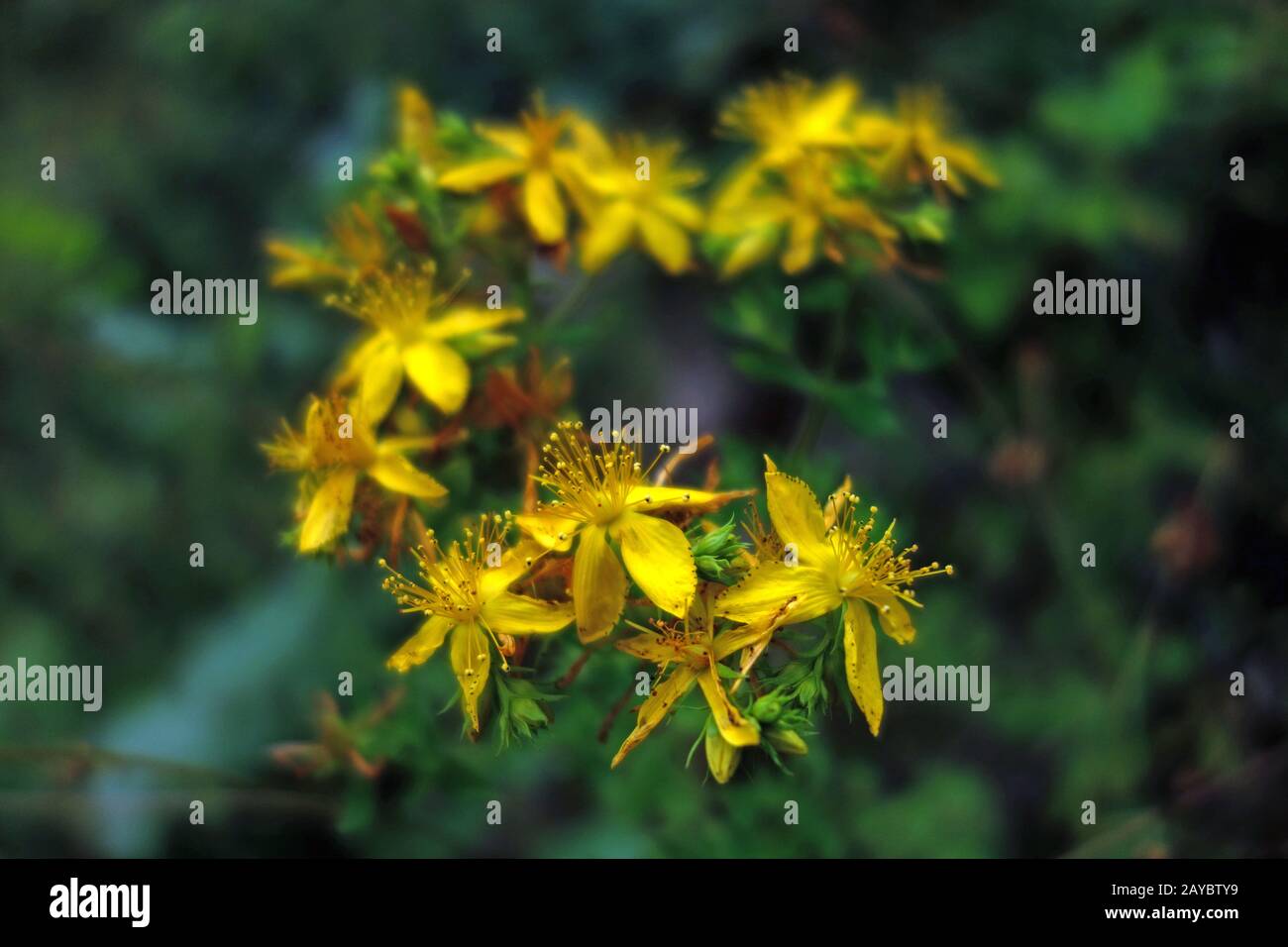 Hypericum tetrapterum Banque de photographies et d’images à haute ...