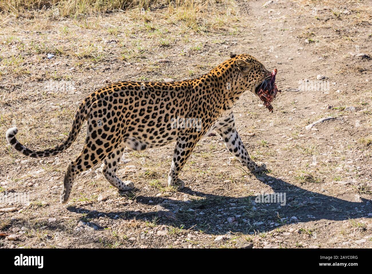 Un morceau de viande Banque de photographies et d’images à haute ...