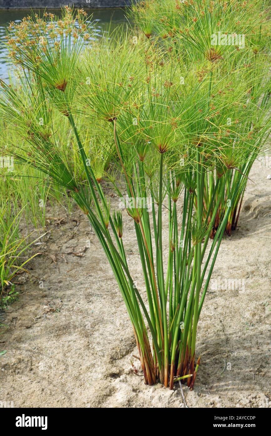 Cyperus papyrus Banque de photographies et d’images à haute résolution ...