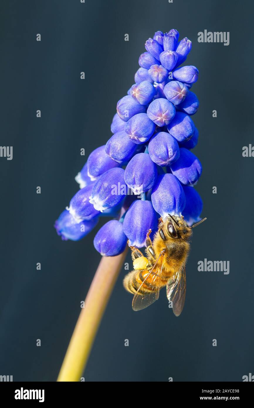 Insecte bleu Banque de photographies et d’images à haute résolution - Alamy