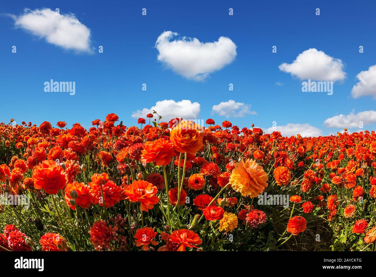 Kibboutz en israel Banque de photographies et d’images à haute ...