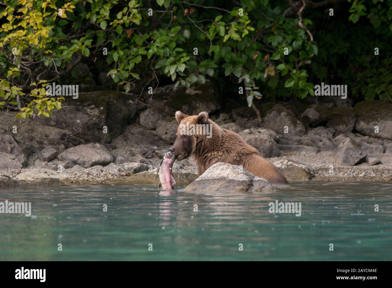 Un ours brun (Ursus arctos) se nourrit de saumon le long de la rive du ...